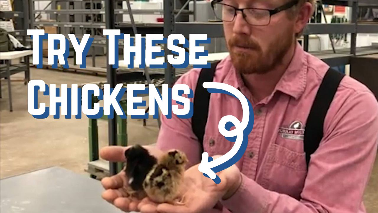 Determining Flock Size and Selecting Breeds for Your Flock – Videos ...